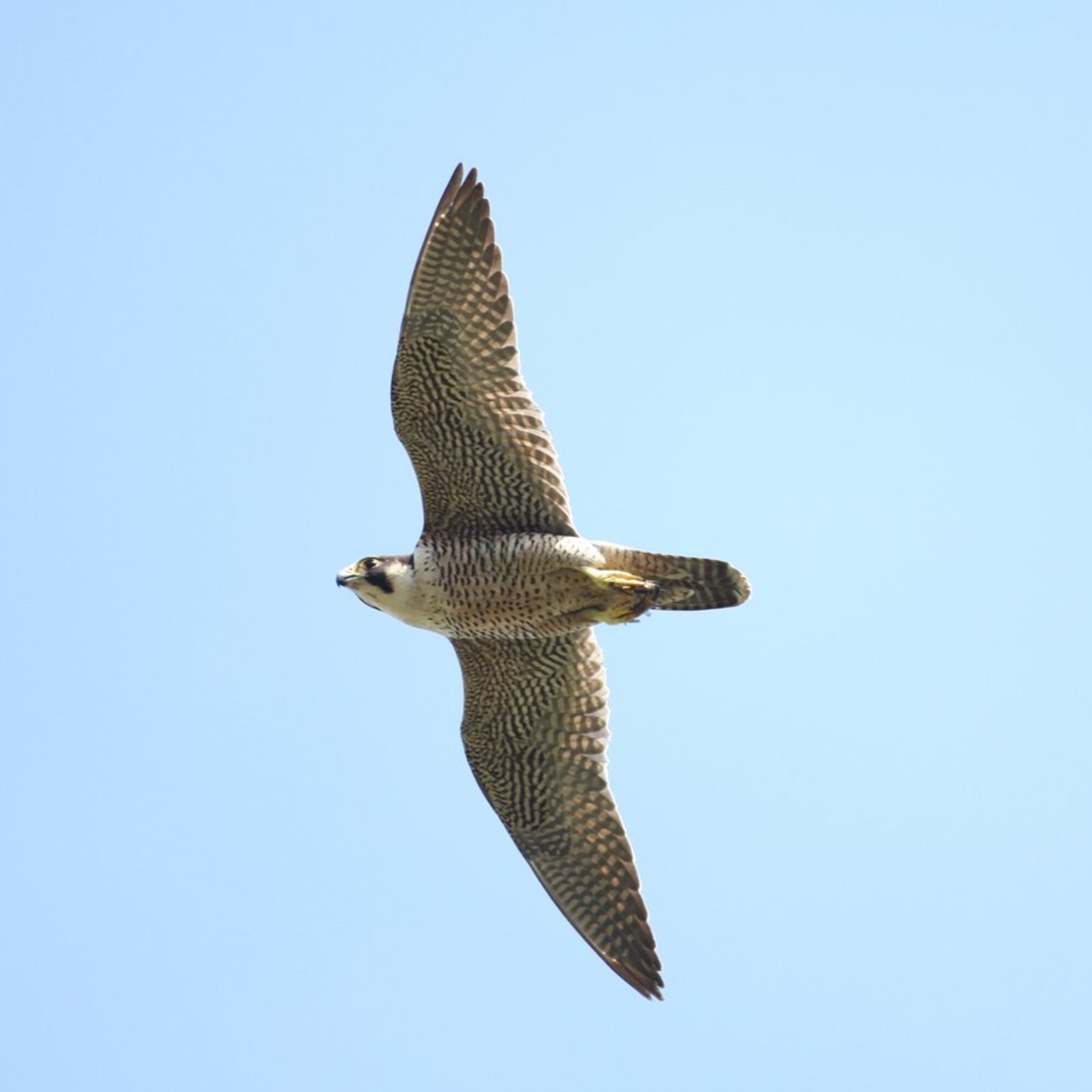 Vechtende slechtvalken - Valken voor iedereen 2025