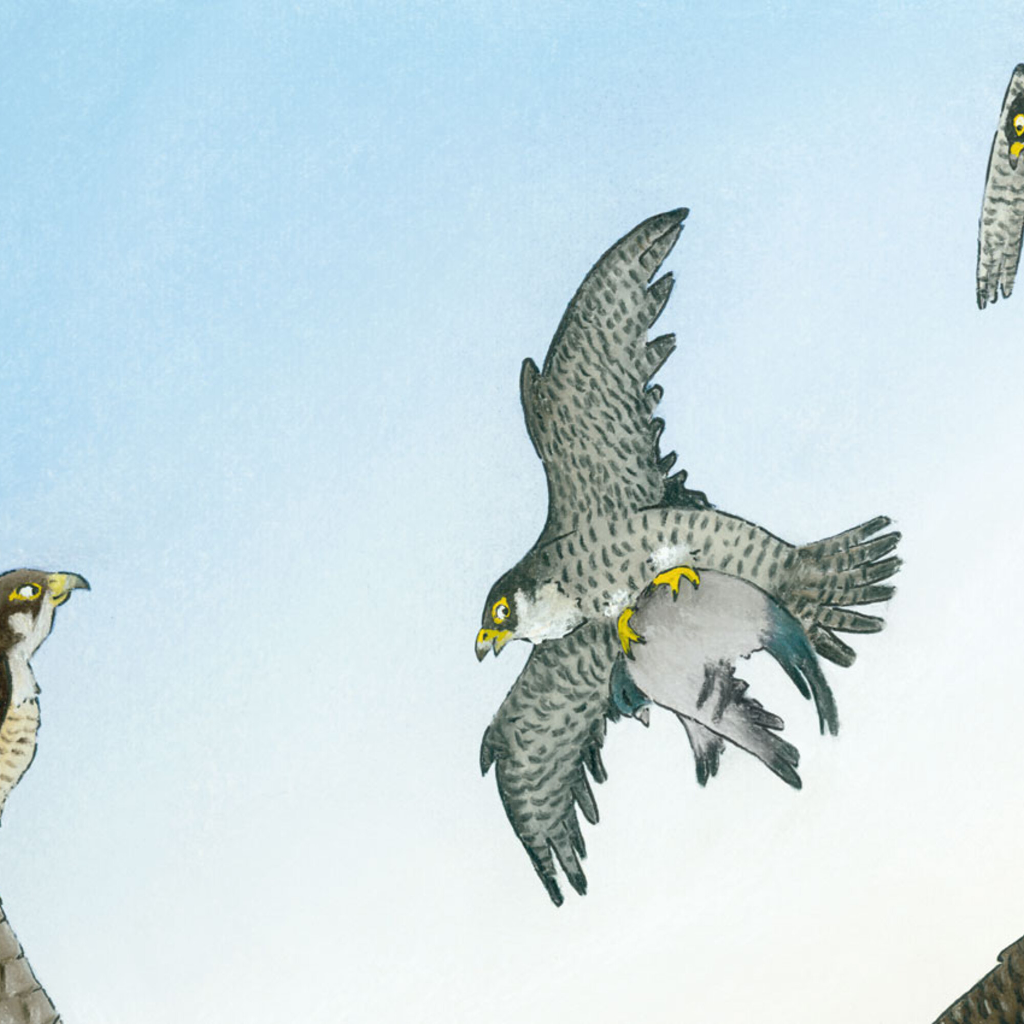 Een verhaaltje over de slechtvalk - Valken voor iedereen 2025