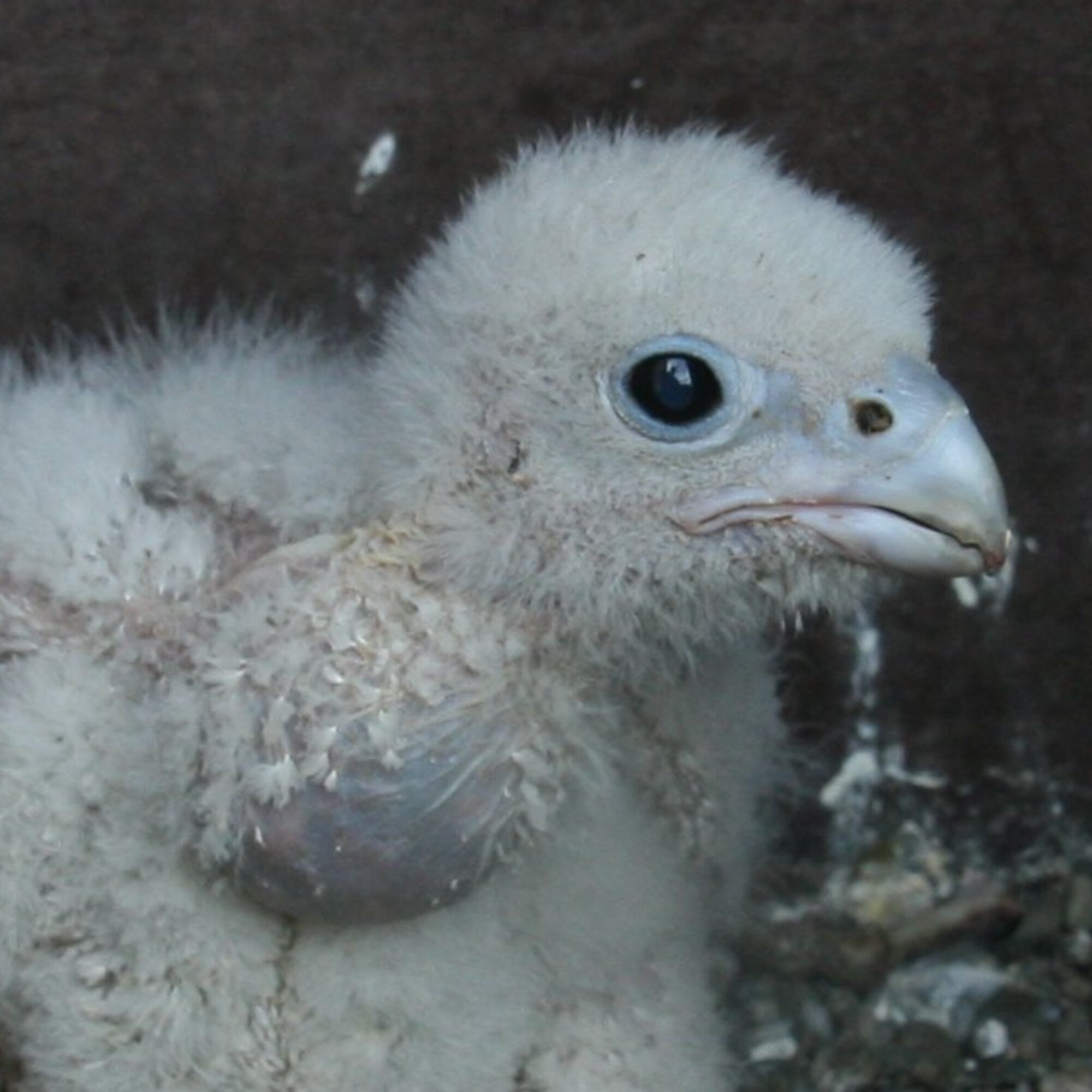 Verlichte valken - Valken voor iedereen 2025