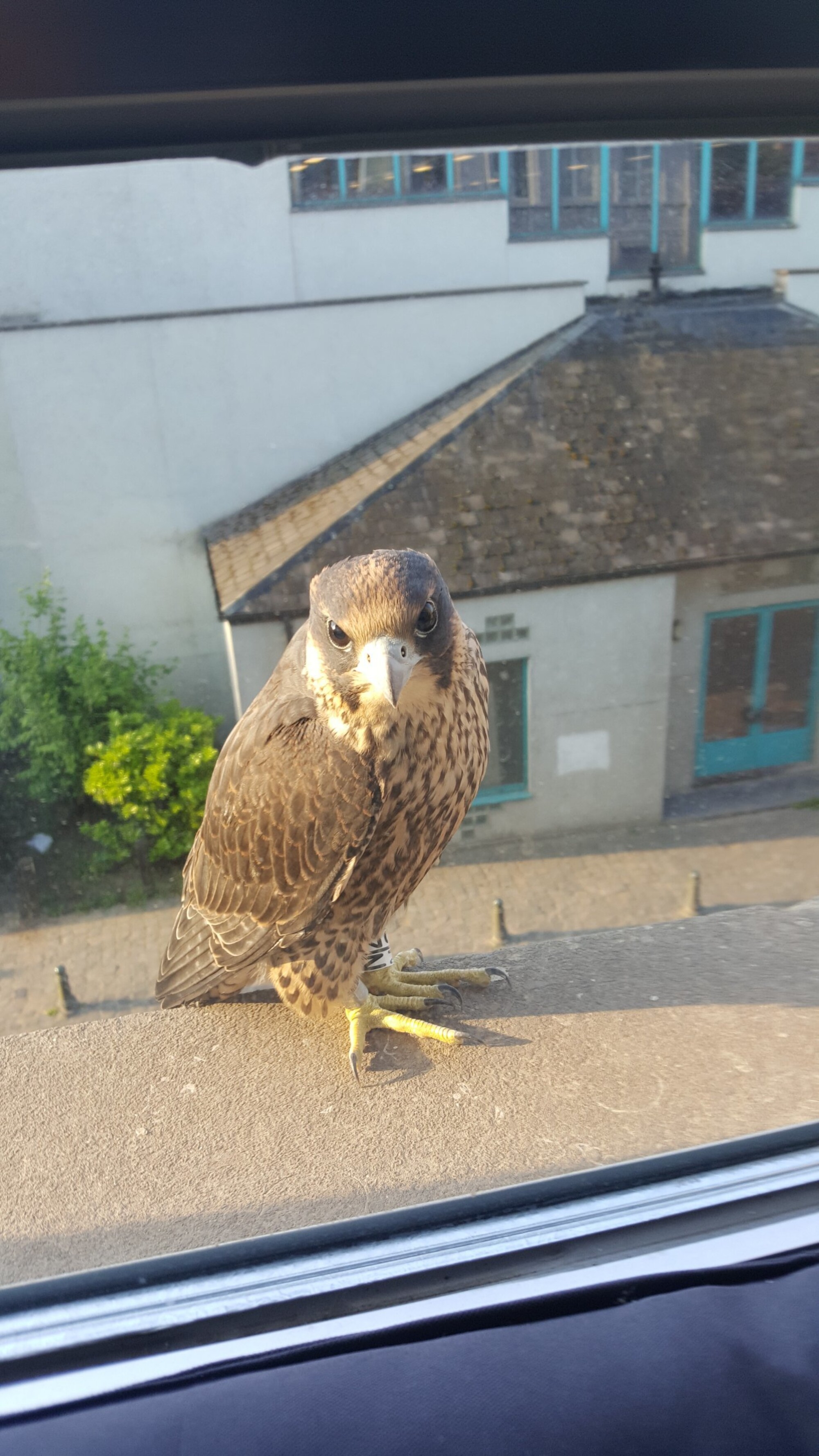 Premières aventures à Uccle - Faucons pour tous 2025